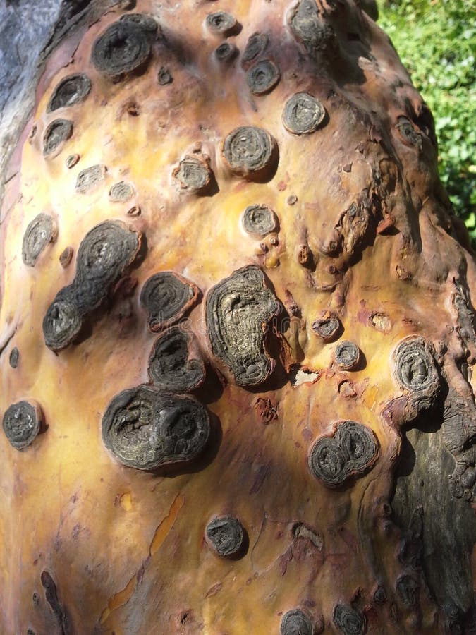 Pacific Madrone, Olympia, Washington Stock Photo - Image of madrona ...