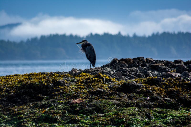 Pacific Northwest Blue Heron Stock Photo - Image of bird, american ...