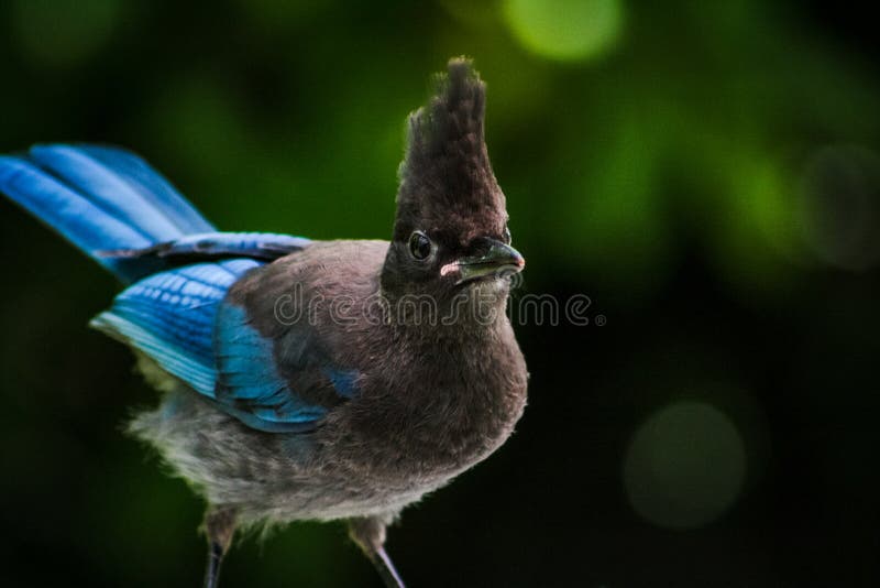 Pacific Northwest Blue Jay Perched Stock Image - Image of bird, closeup ...
