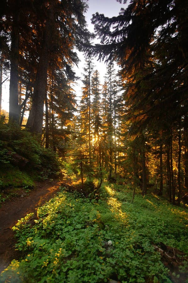 Pacific Northwest Forest stock photo. Image of wilderness - 1284644