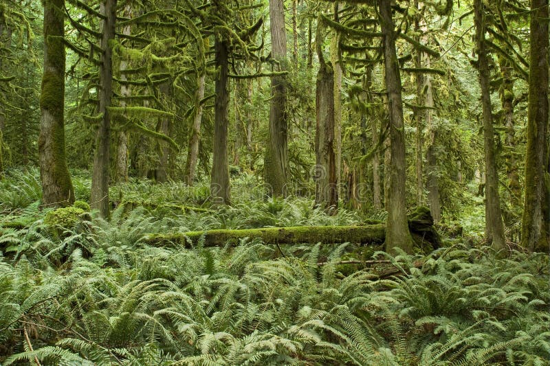 Pacific Northwest Forest stock photo. Image of rainforest - 7932190