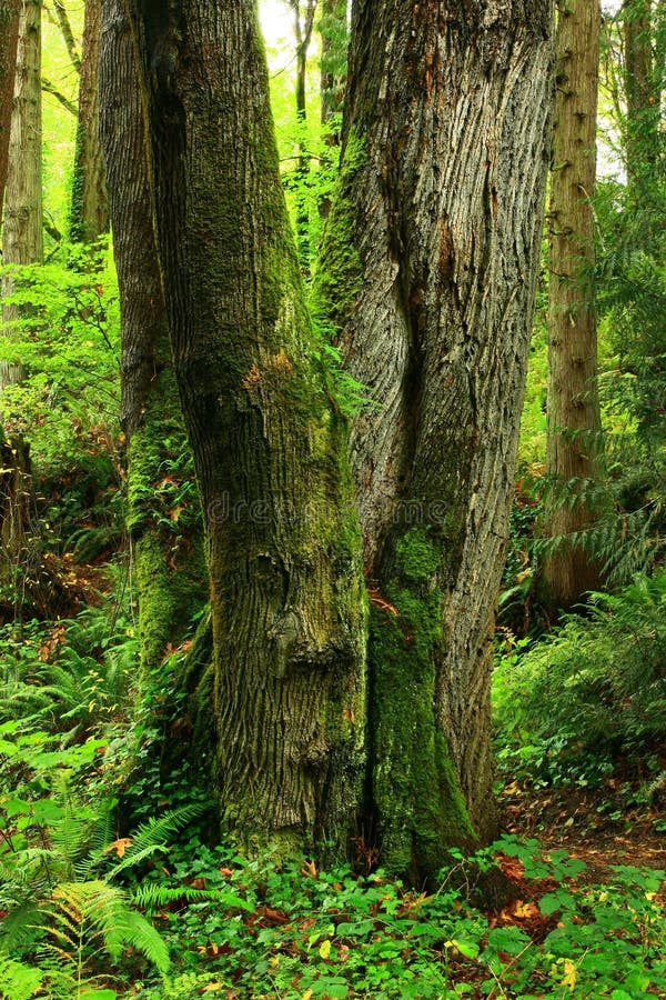 Pacific Northwest Forest and Big Leaf Maple Tree Stock Photo - Image of ...