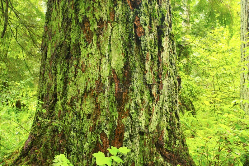 Pacific Northwest Forest and Douglas Fir Trees Stock Photo - Image of ...