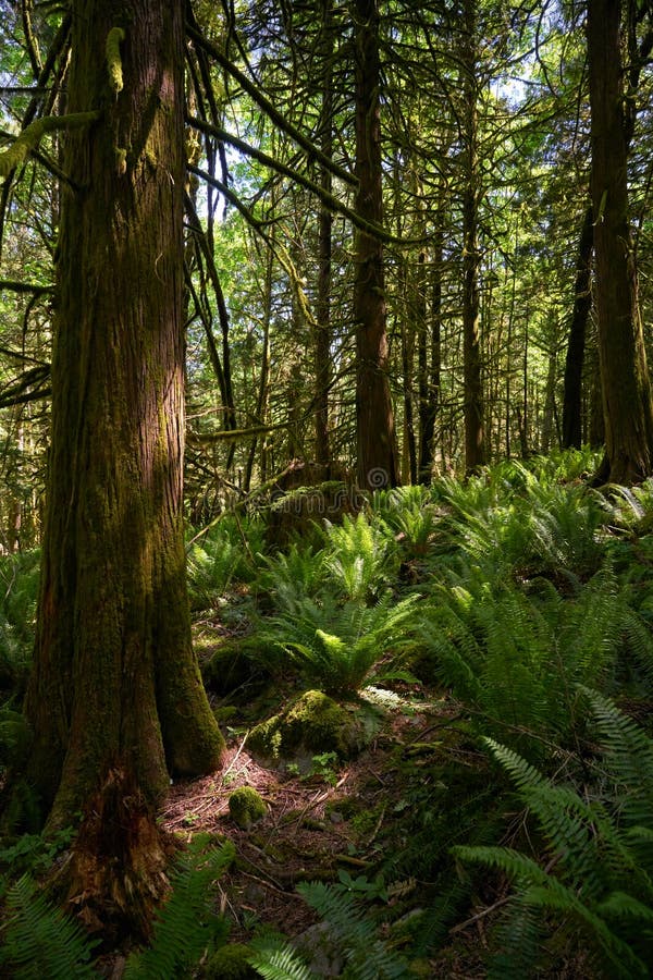 Pacific Northwest Forest Ferns Stock Image - Image of outdoors, fern ...