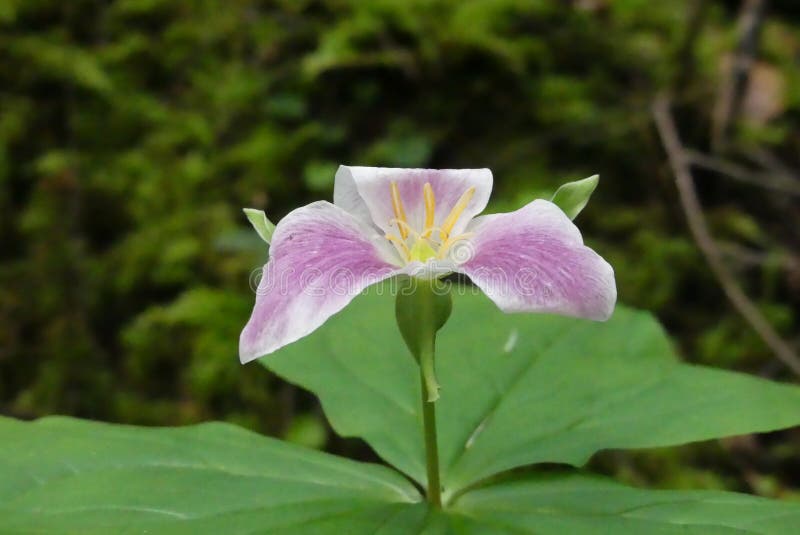 Pacific Northwest Forest in Oregon during the Springtime Stock Image ...