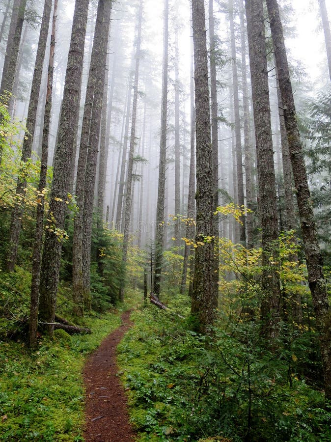 Pacific Northwest Forest stock photo. Image of mossy - 80405776