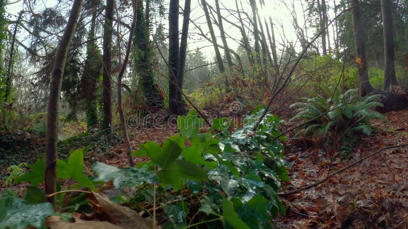 Pacific Northwest Forest Vines 4K UHD Stock Footage - Video of british ...