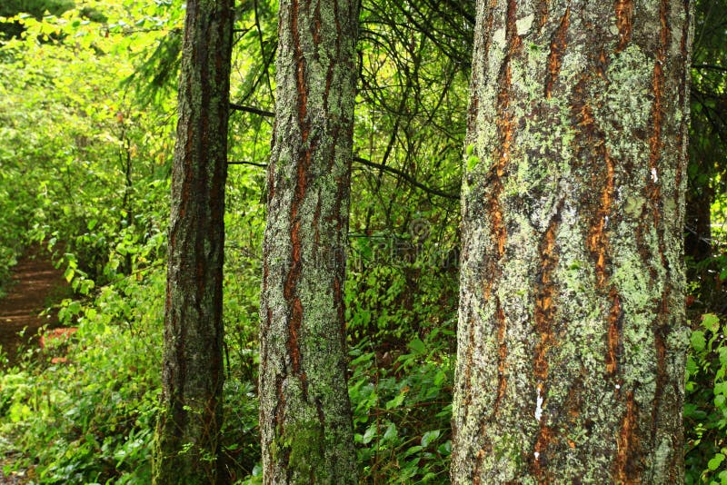 Hemlock tree stump stock image. Image of verdant, environment - 2808529