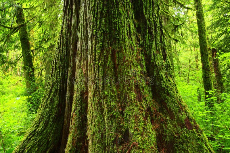 913 Pacific Northwest Driftwood Photos - Free & Royalty-Free Stock ...