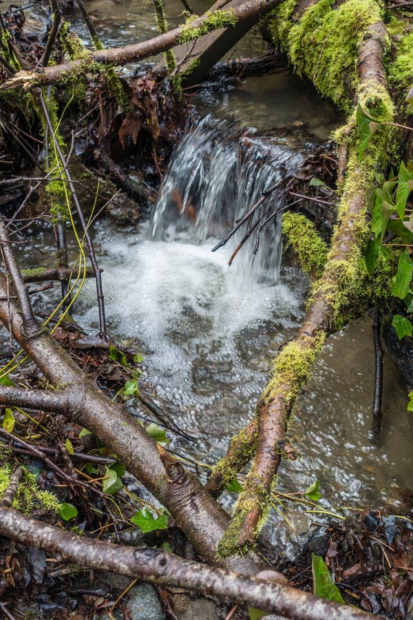 Pacific Northwest Stream 4 stock image. Image of state - 87612691