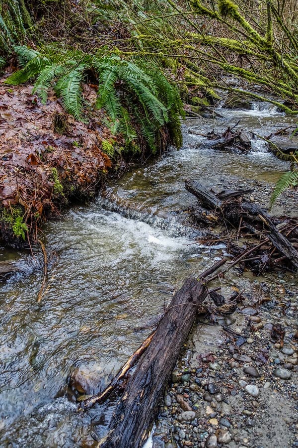Pacific Northwest Stream 5 stock image. Image of flowing - 88924067