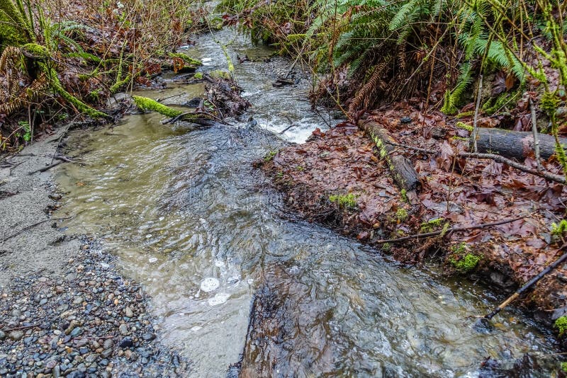 Pacific Northwest Stream Landscape Stock Image - Image of brook, dash ...