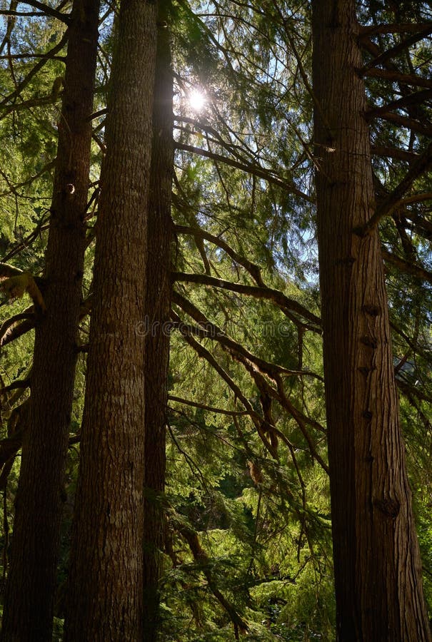 Pacific Northwest Tall Trees in Forest Stock Image - Image of ...