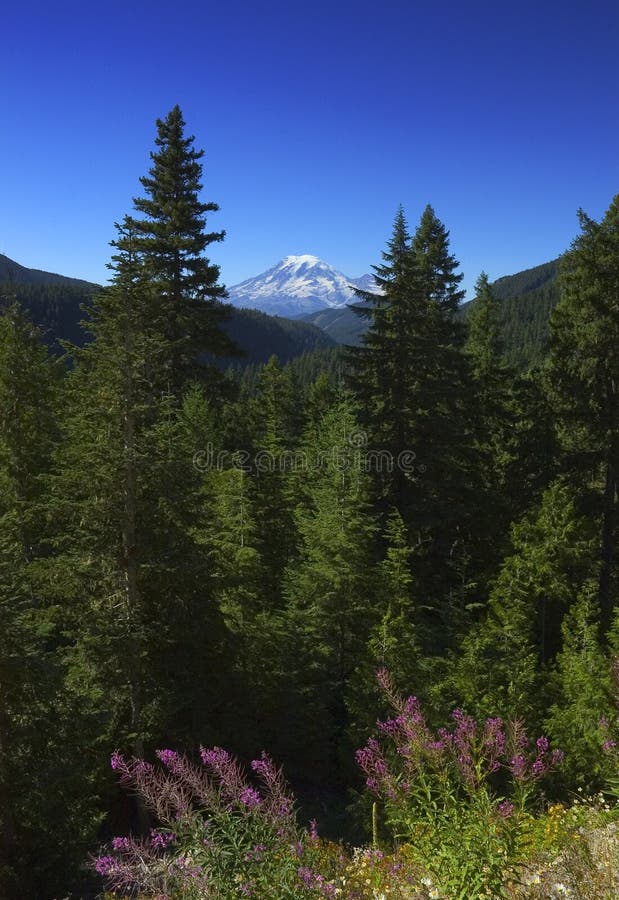 Pacific Northwest Wildflowers Stock Image - Image of mountain, summer ...