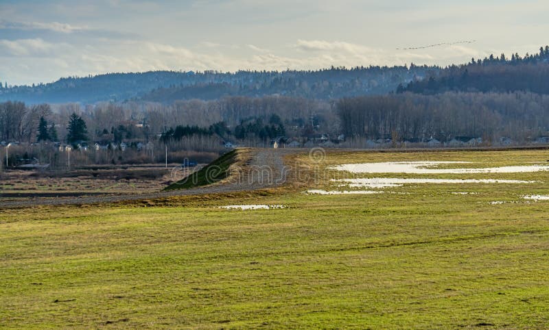 Pacific Northwest Winter Trees Stock Image - Image of grass, pacific ...