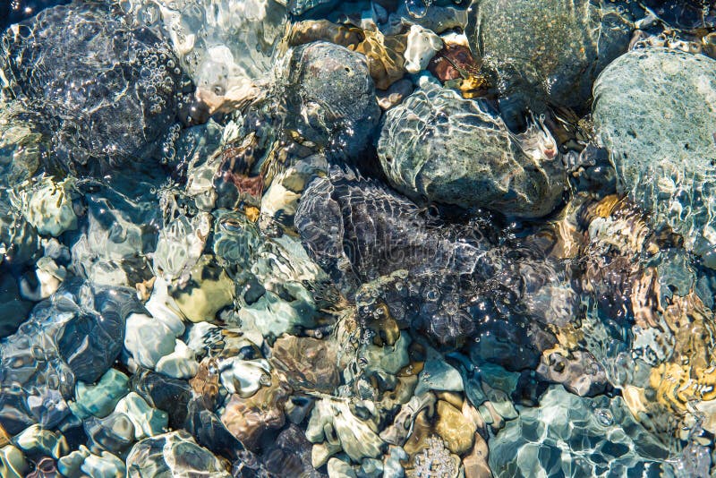 Pacific ocean bottom rocks stock image. Image of smooth - 61613799