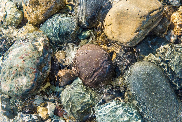 Pacific ocean bottom rocks stock image. Image of ocean - 61615139