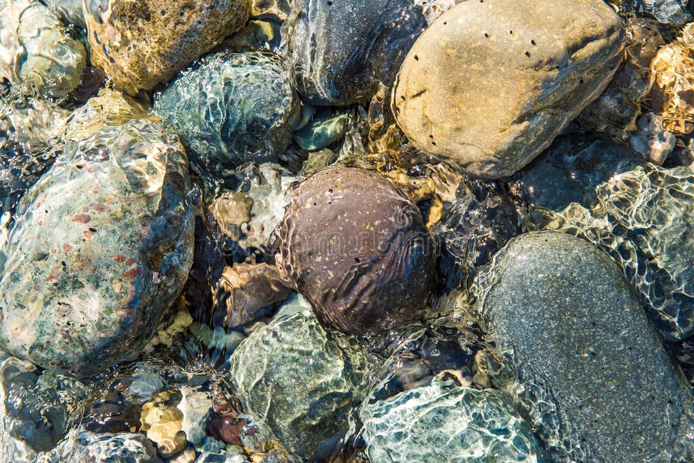 Pacific ocean bottom rocks stock image. Image of ocean - 61615139