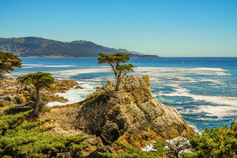 Tree On A Cliff, Pacific Ocean Stock Photo - Image of seashore, shore ...