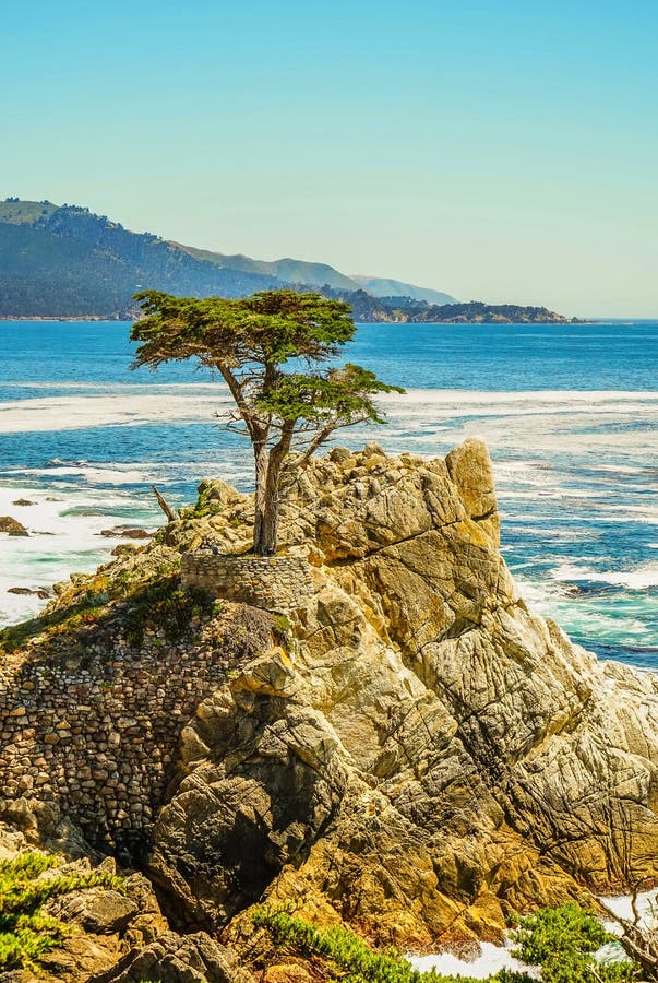 Pacific Ocean Coast Tree on the Cliff Stock Image - Image of exotic ...