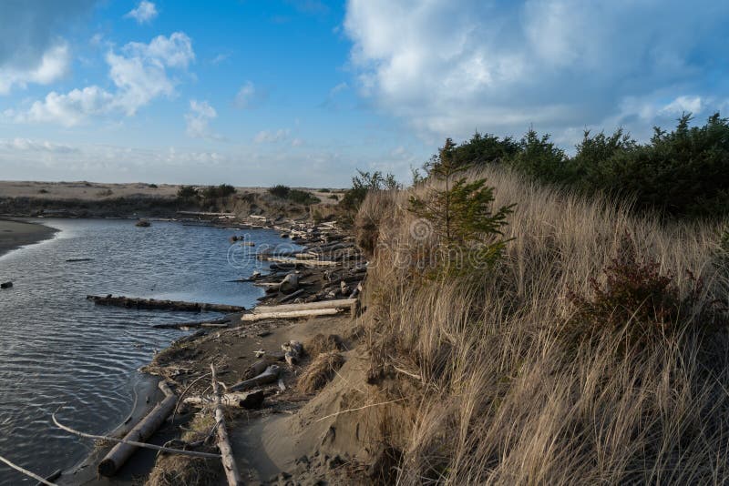 Pacific Ocean Washington State Stock Image - Image of grass, pine: 91526763