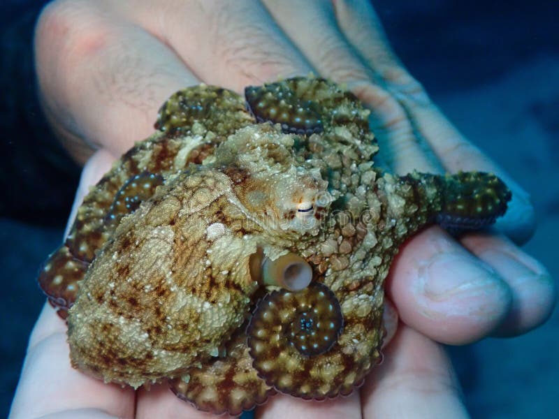 Pacific Octopus Cupped in Human Hands Stock Photo - Image of design ...