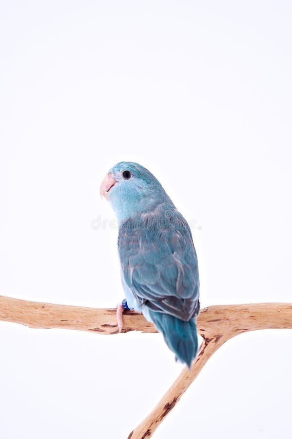 Pacific Parrot stock image. Image of shot, baby, forpus - 79392039