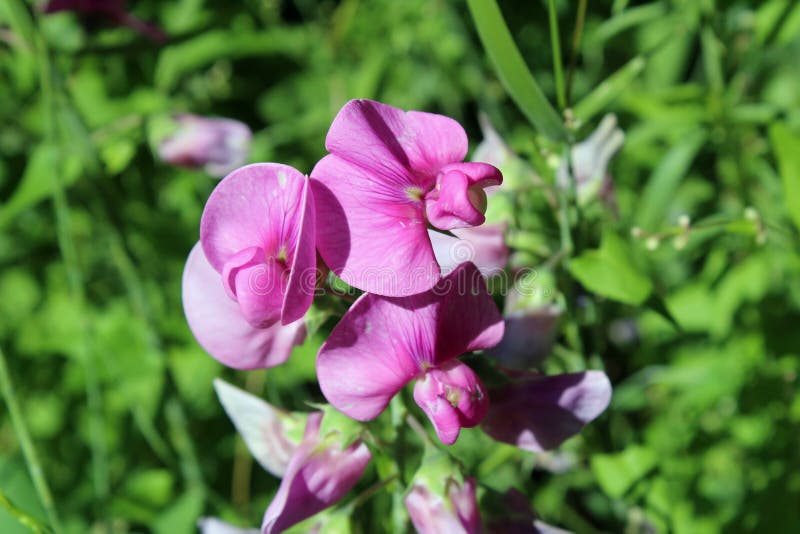 Pacific Pea in the Spring stock photo. Image of sierra - 269146236