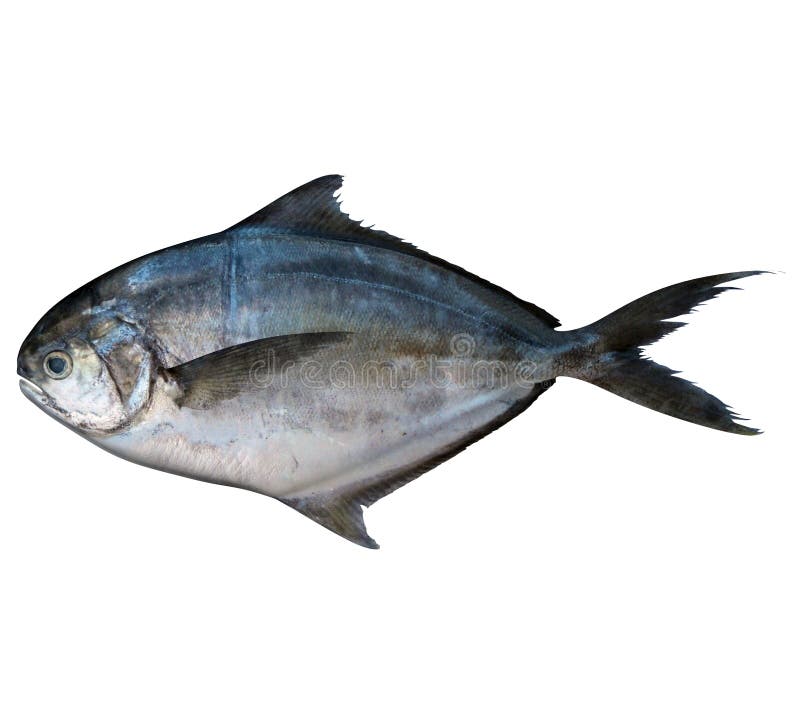 Pompano Stock Illustrations – 46 Pompano Stock Illustrations, Vectors ...