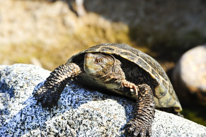 Pacific pond turtle stock image. Image of green, tortoise - 13306577
