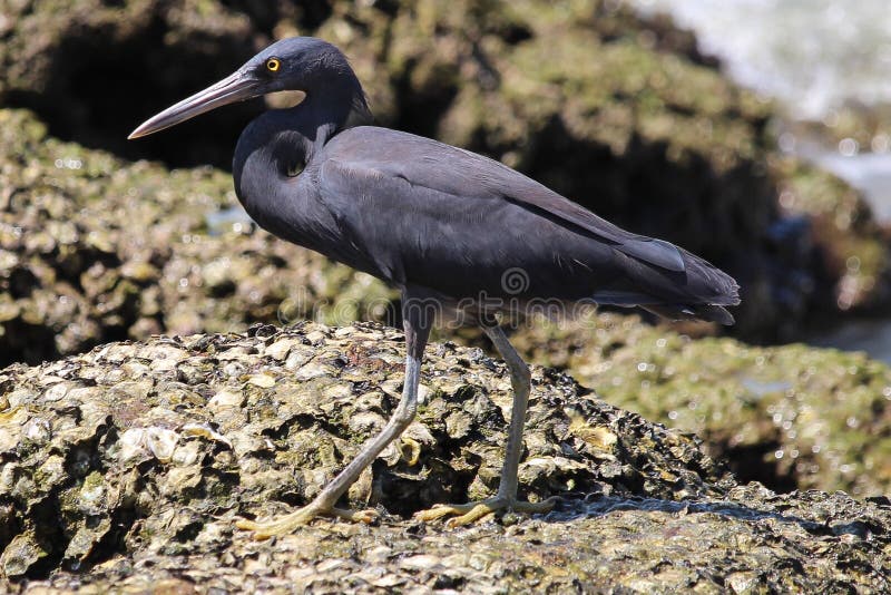 Pacific Reef Heron at Seaside Stock Photo - Image of bird, eyes: 141710970