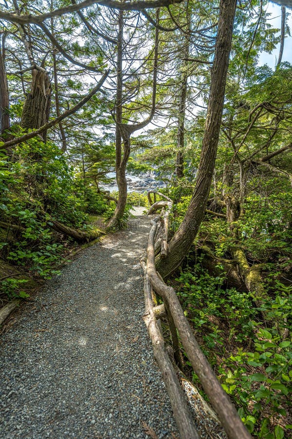 Pacific Rim Trail stock photo. Image of reserve, beach - 284401972