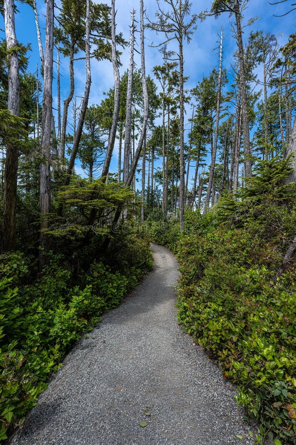 Pacific Rim Trail stock photo. Image of tourism, hike - 284402896