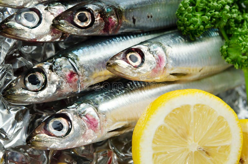 Pacific round herring stock image. Image of fresh, aquatic - 23123567
