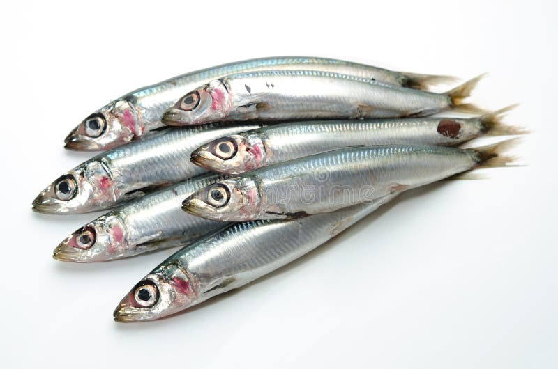 Pacific round herring stock photo. Image of meal, lemon - 23123494
