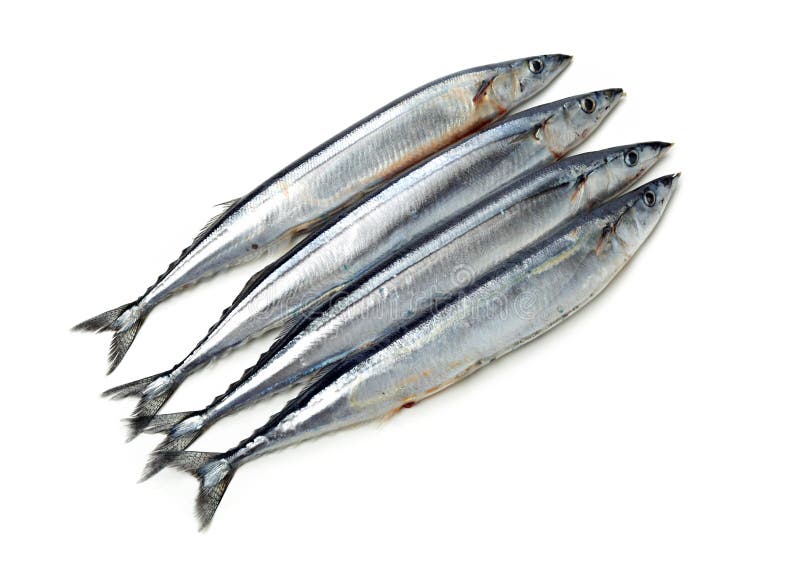 Pacific saury on the paper stock photo. Image of view - 38901762