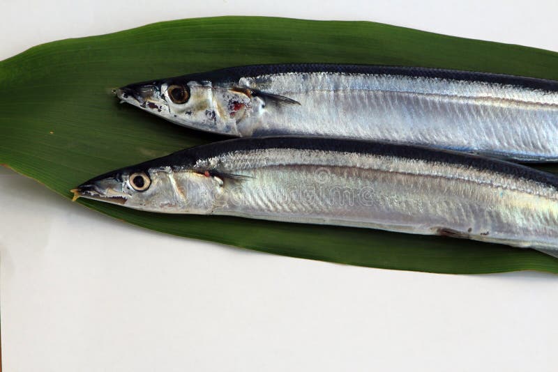 Pacific saury stock photo. Image of pike, pacific, saury - 79786254