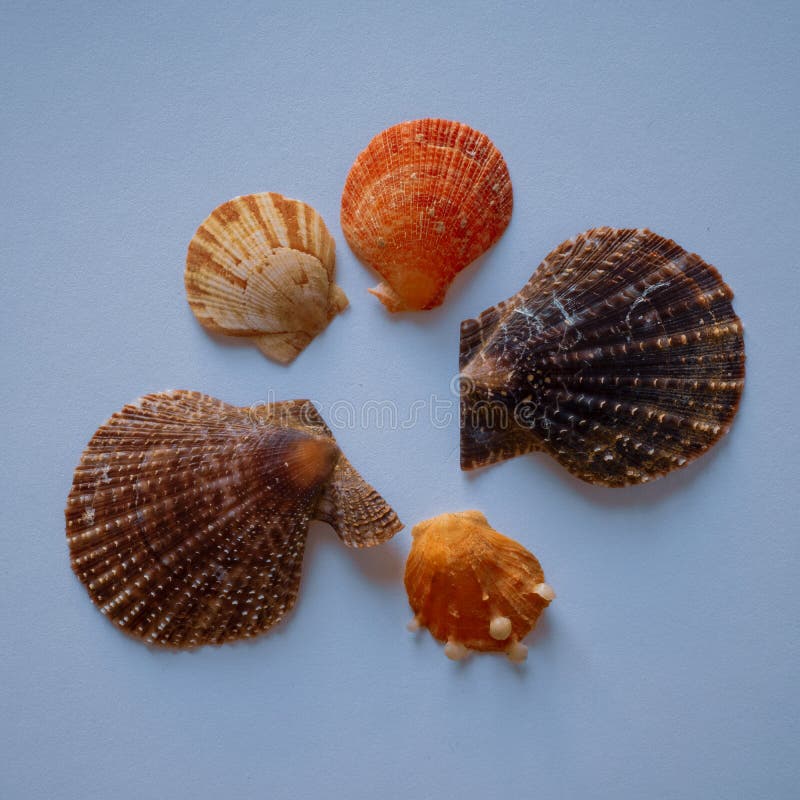 Pacific Scallop Shells stock photo. Image of atlantic - 180388000