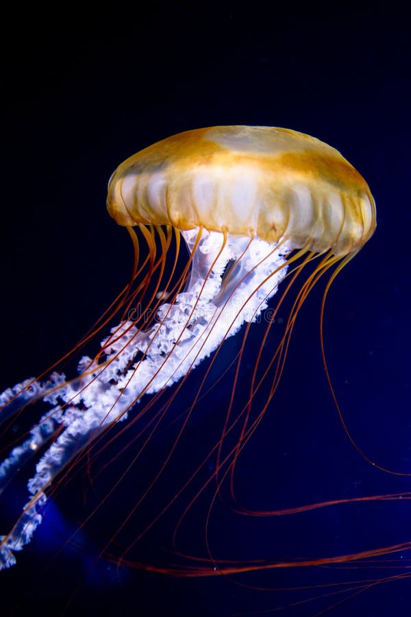 Pacific Sea Nettle Chrysaora Fuscescens Stock Image - Image of tourism ...