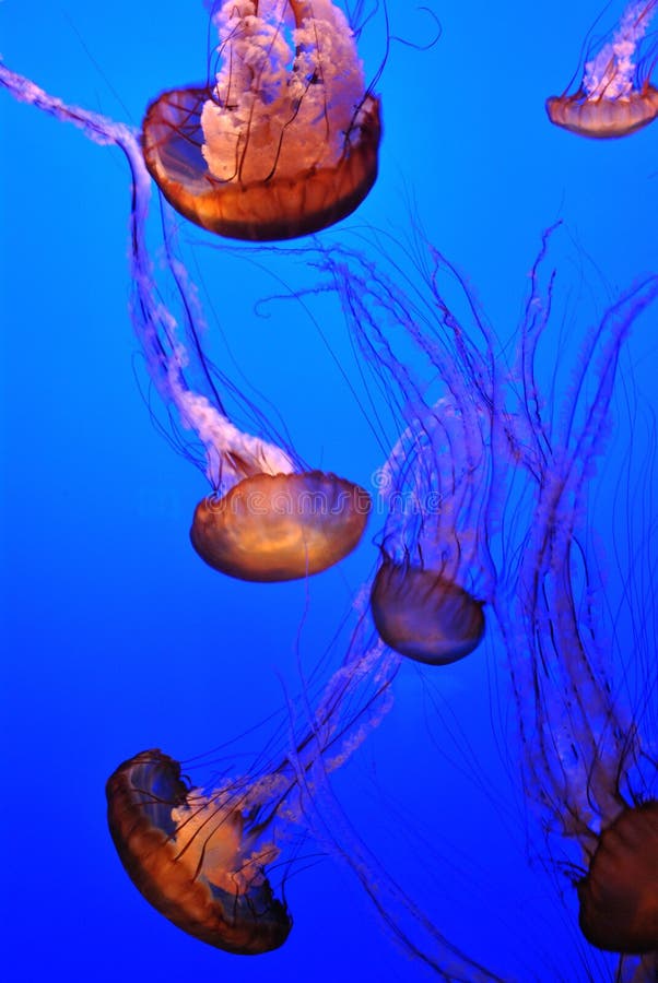Pacific Sea Nettle Jellyfish Stock Photo - Image of pacific, blue: 17177006