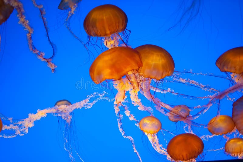 Pacific Sea Nettle Jellyfish Stock Photo - Image: 18241520