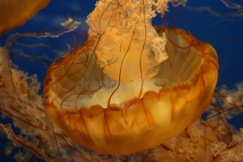 Pacific Sea Nettle Jellyfish Stock Image - Image of jellyfish, nature ...