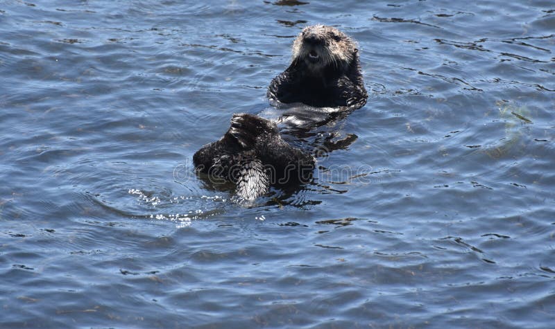 177 Otter Floating Back Stock Photos - Free & Royalty-Free Stock Photos ...