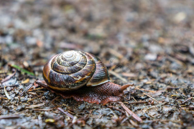 Pacific Sideband Large Snail in Oregon Forest Stock Image - Image of ...
