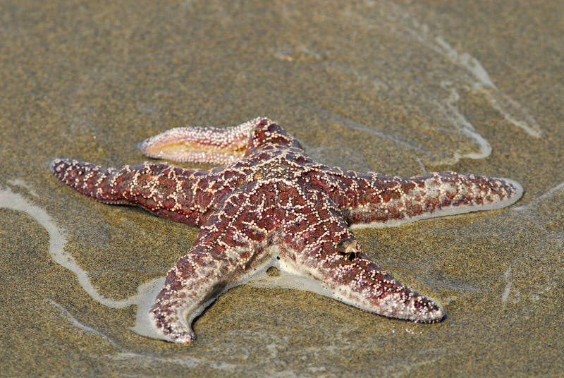 Starfish on beach stock image. Image of object, invertebrate - 31520047