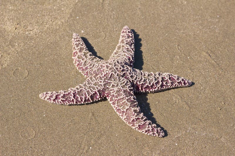Pacific Starfish on the Beach 1 Stock Image - Image of pacific, ocean ...