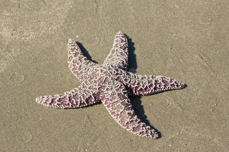 Pacific Starfish on the Beach 1 Stock Photo - Image of habitat, danger ...