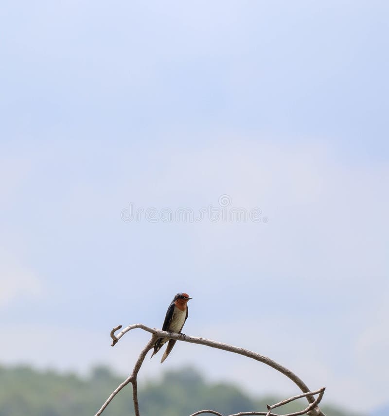 Pacific Swallow Bird on Tree Branch Stock Photo - Image of twig ...