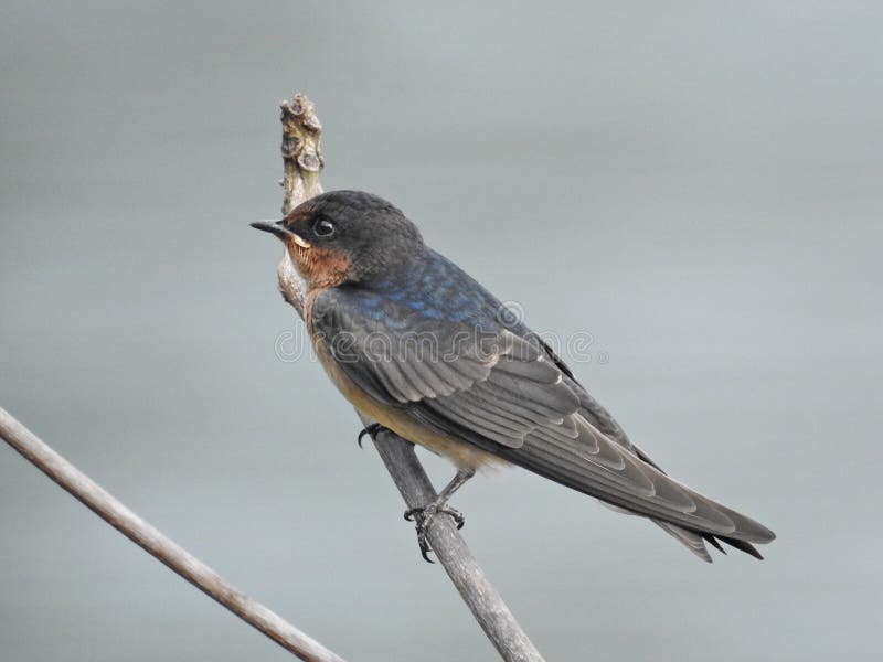 Pacific Swallow - Hirundo Tahitica Small Passerine Bird in the Swallow ...