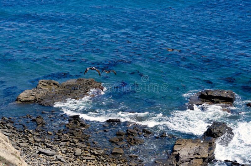 Pacific Tide Pools stock photo. Image of rocky, coast - 32537232